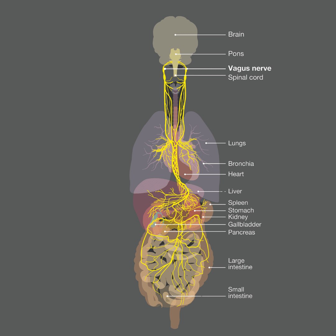 Vagus Nerve Anatomy 101